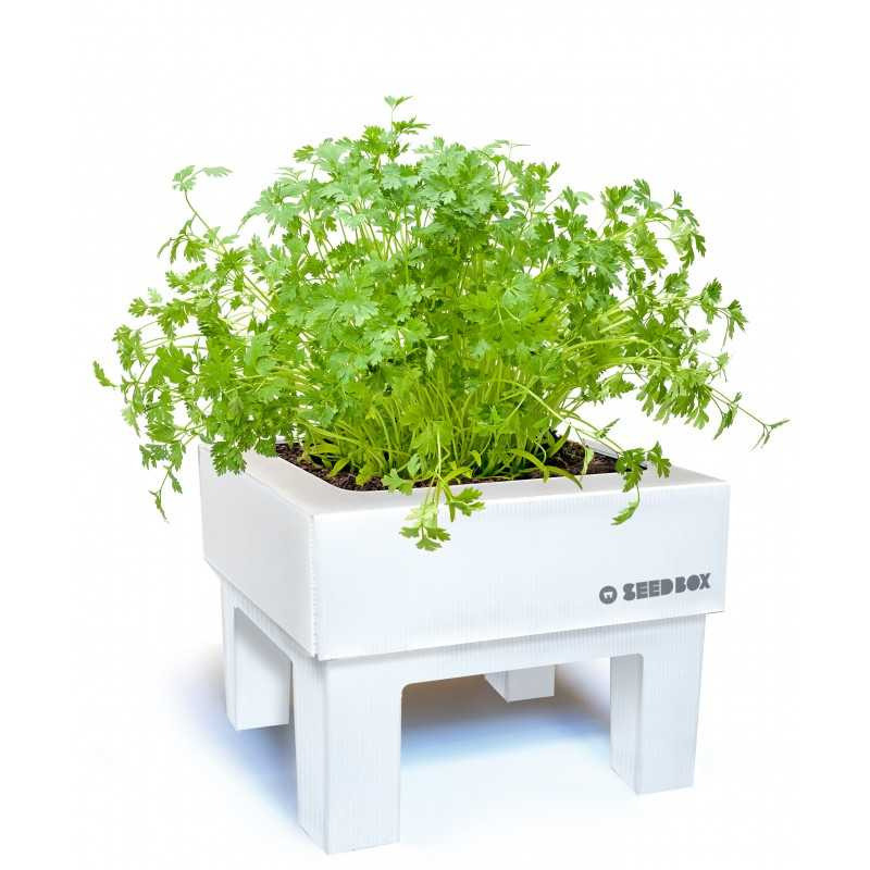 huerto urbano perejil